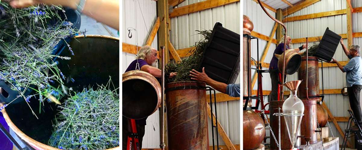 Washington Island Day Trip – Lavender Distillation | Door County Mom